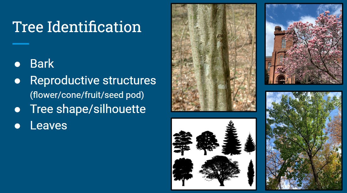 Identifying Trees Using a Dichotomous Key – Carolyn Kupec
